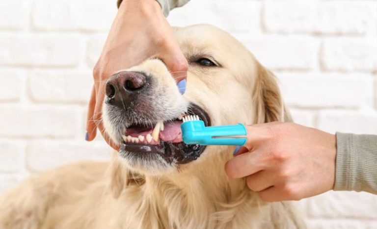 Cách đánh răng cho chó loại sạch mảng bám